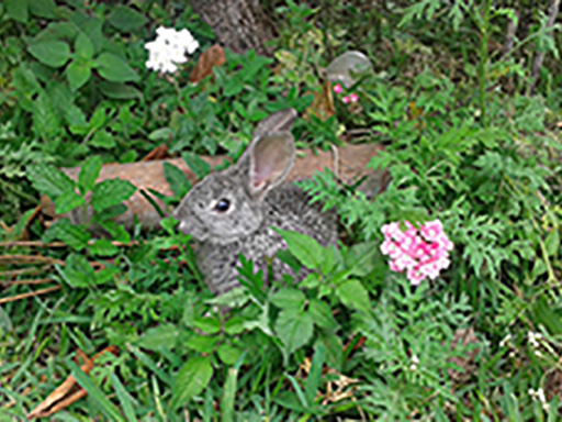 Animal pests | Great Hill Horticulture Foundation